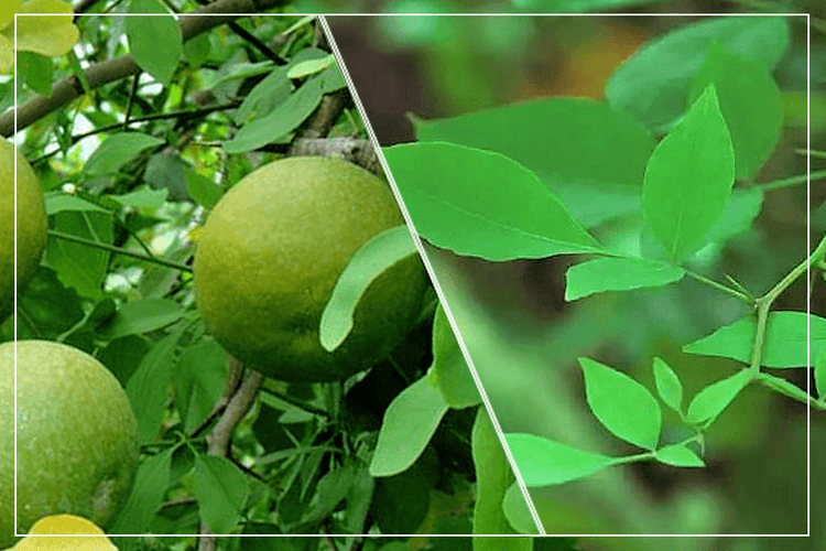 Amazing Health Benefits of Bael Fruit and Bael Patra